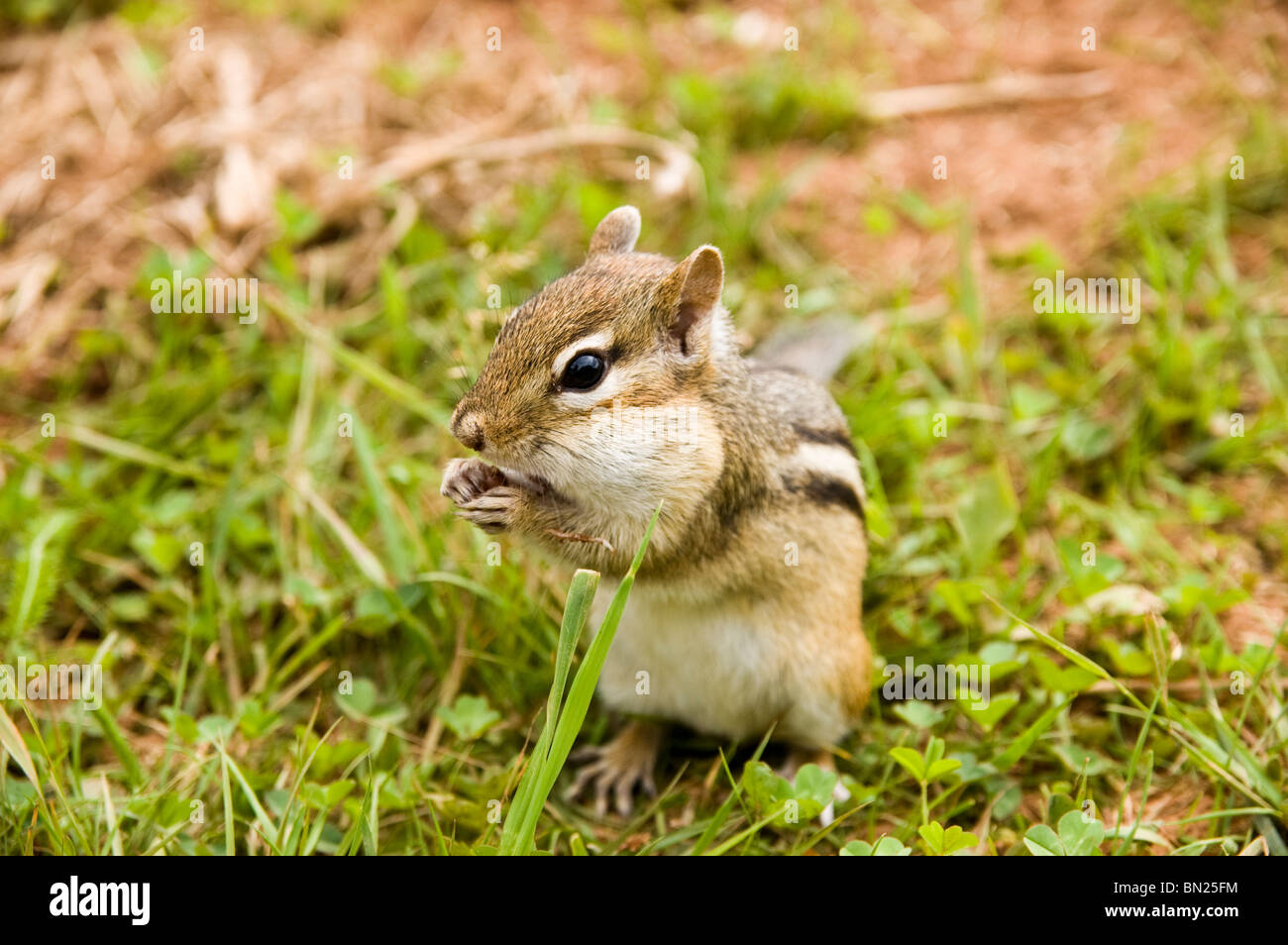 A chipmunk on Prince Edward Island, Canada Stock Photo - Alamy