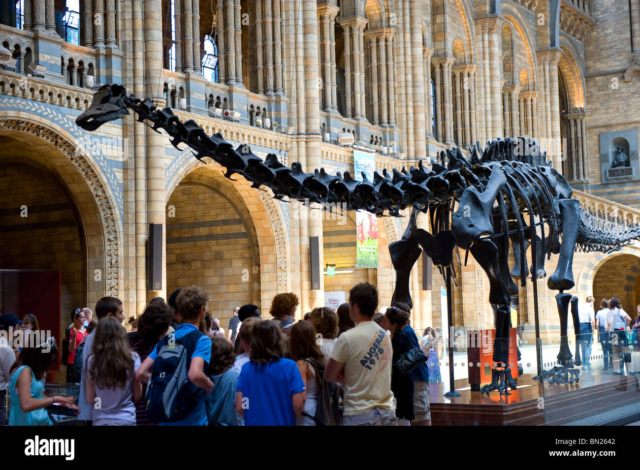 Diplodocus Natural History Museum Hi Res Stock Photography And Images