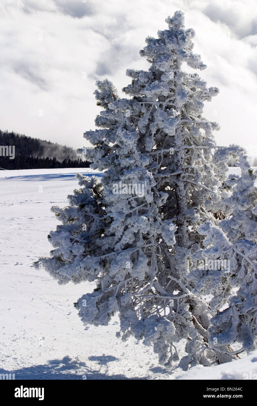 Picture silver fir tree hi-res stock photography and images - Alamy