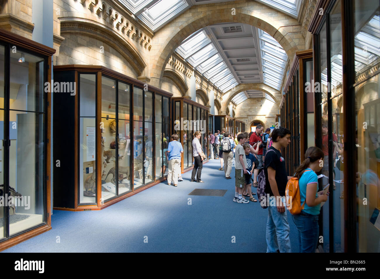 Visitors in a corridor of display cases in the Natural History Museum ...