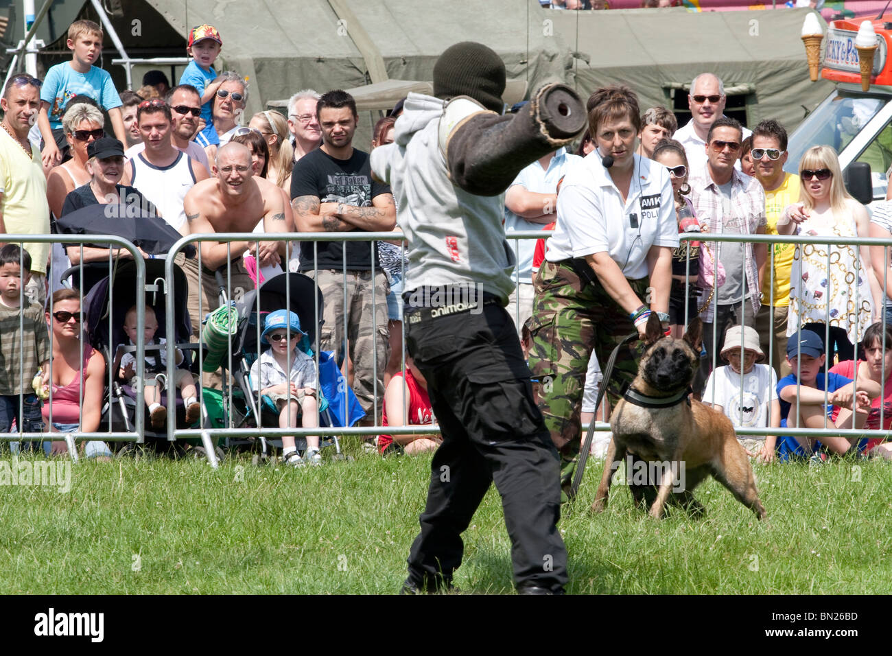 The AMK9 dog display team Stock Photo - Alamy