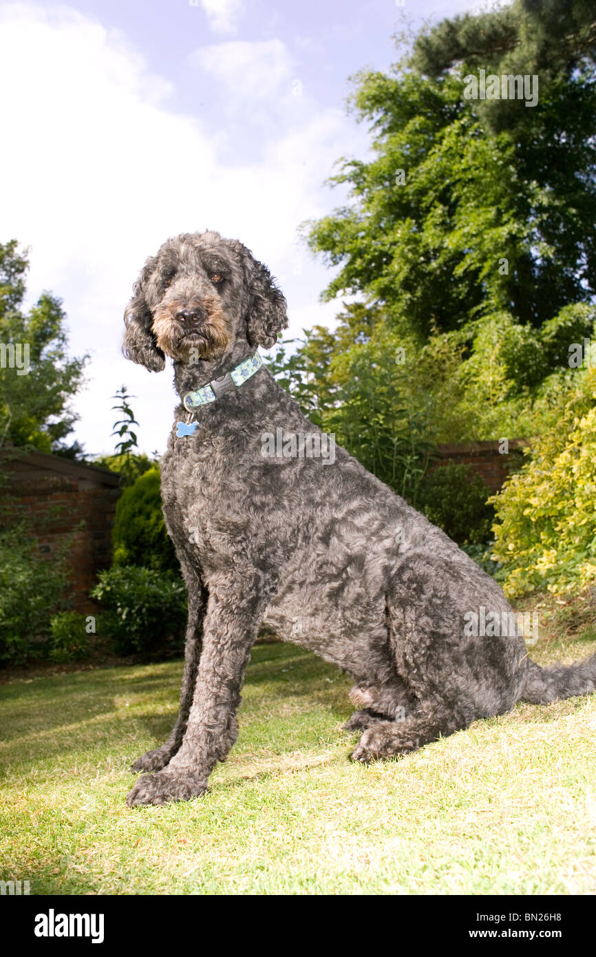 How Big Is A Labradoodle