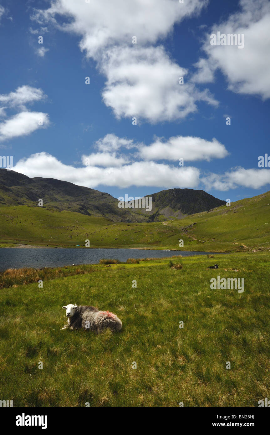 Herdwick ewe lamb hi-res stock photography and images - Alamy