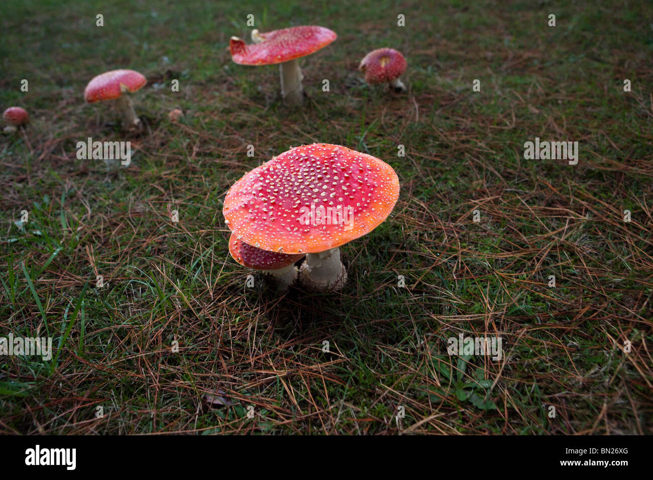 Fly Agaric toadstools Stock Photo - Alamy