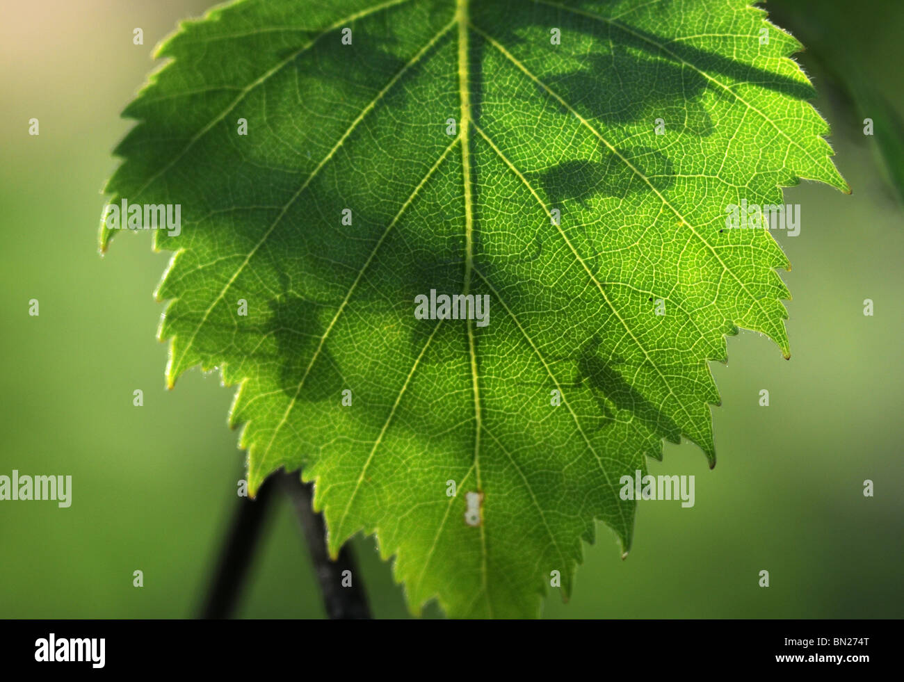 Birch tree leaves hi-res stock photography and images - Alamy