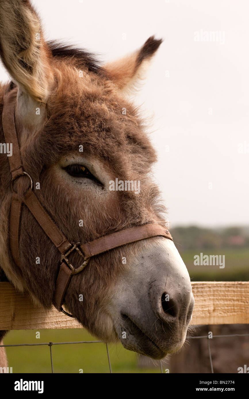 Donkey resting its head on a fence outside Stock Photo - Alamy