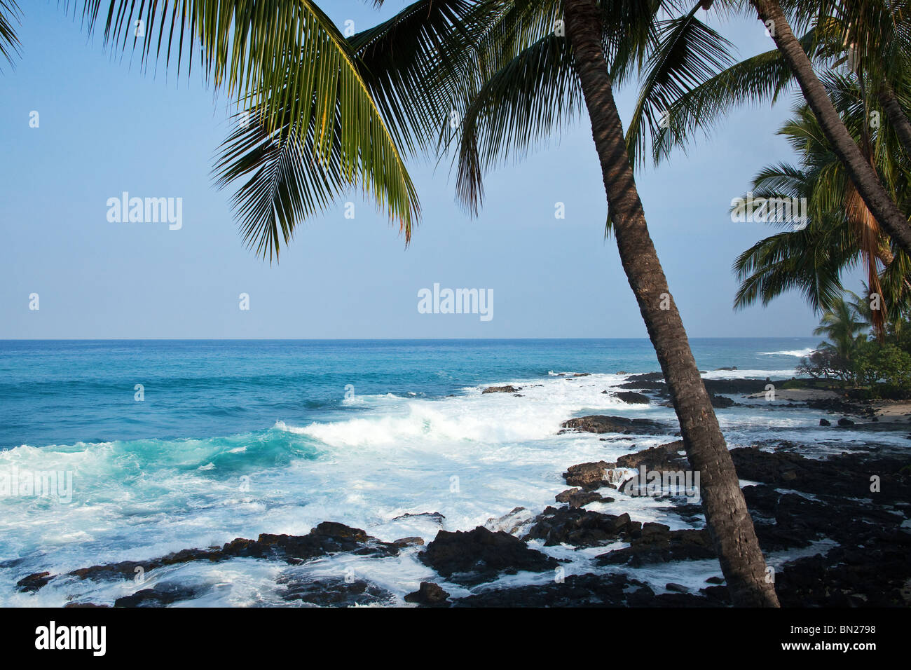 Trees on coastal rocks hi-res stock photography and images - Alamy
