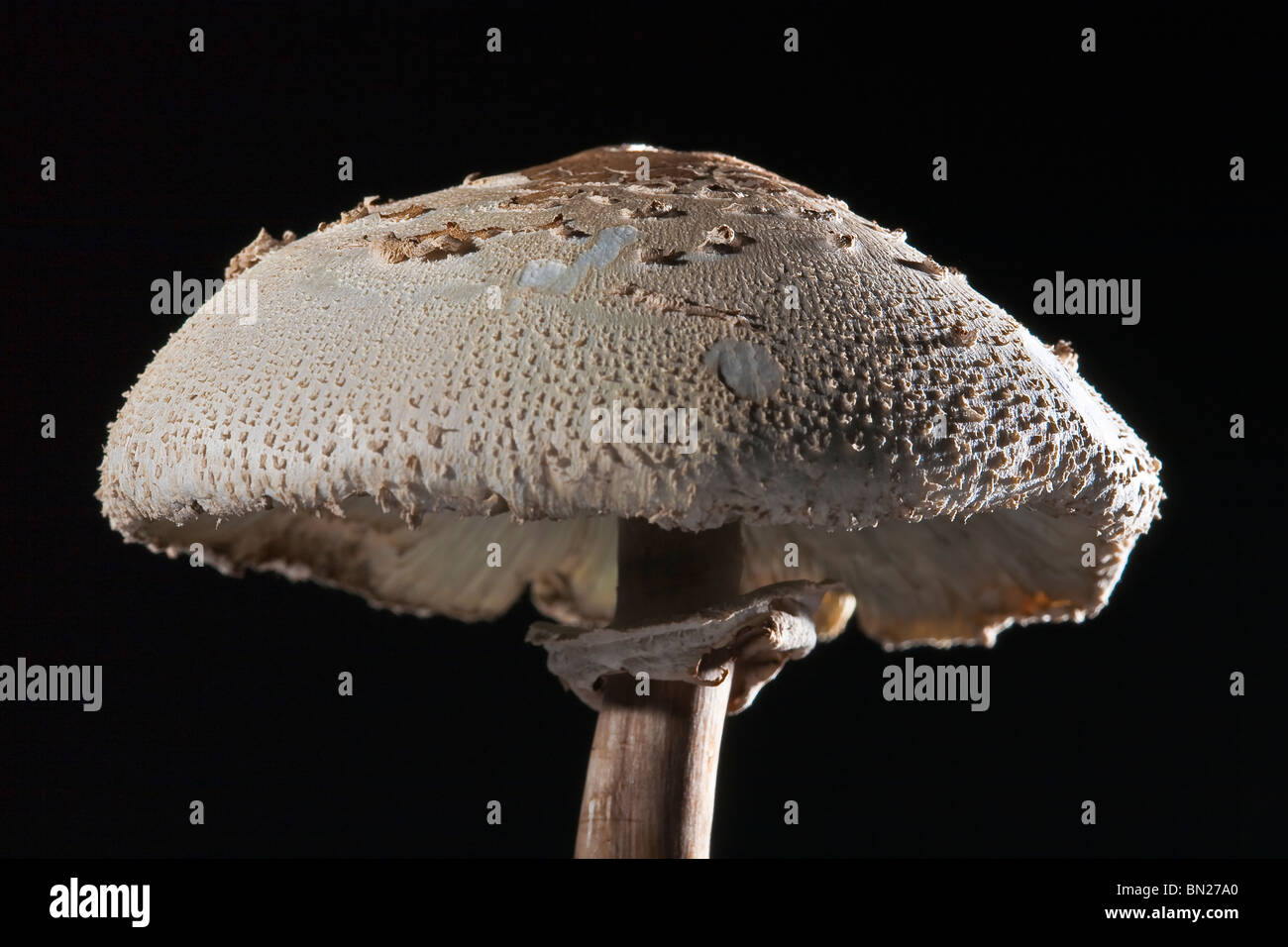 Saprobe hi-res stock photography and images - Alamy