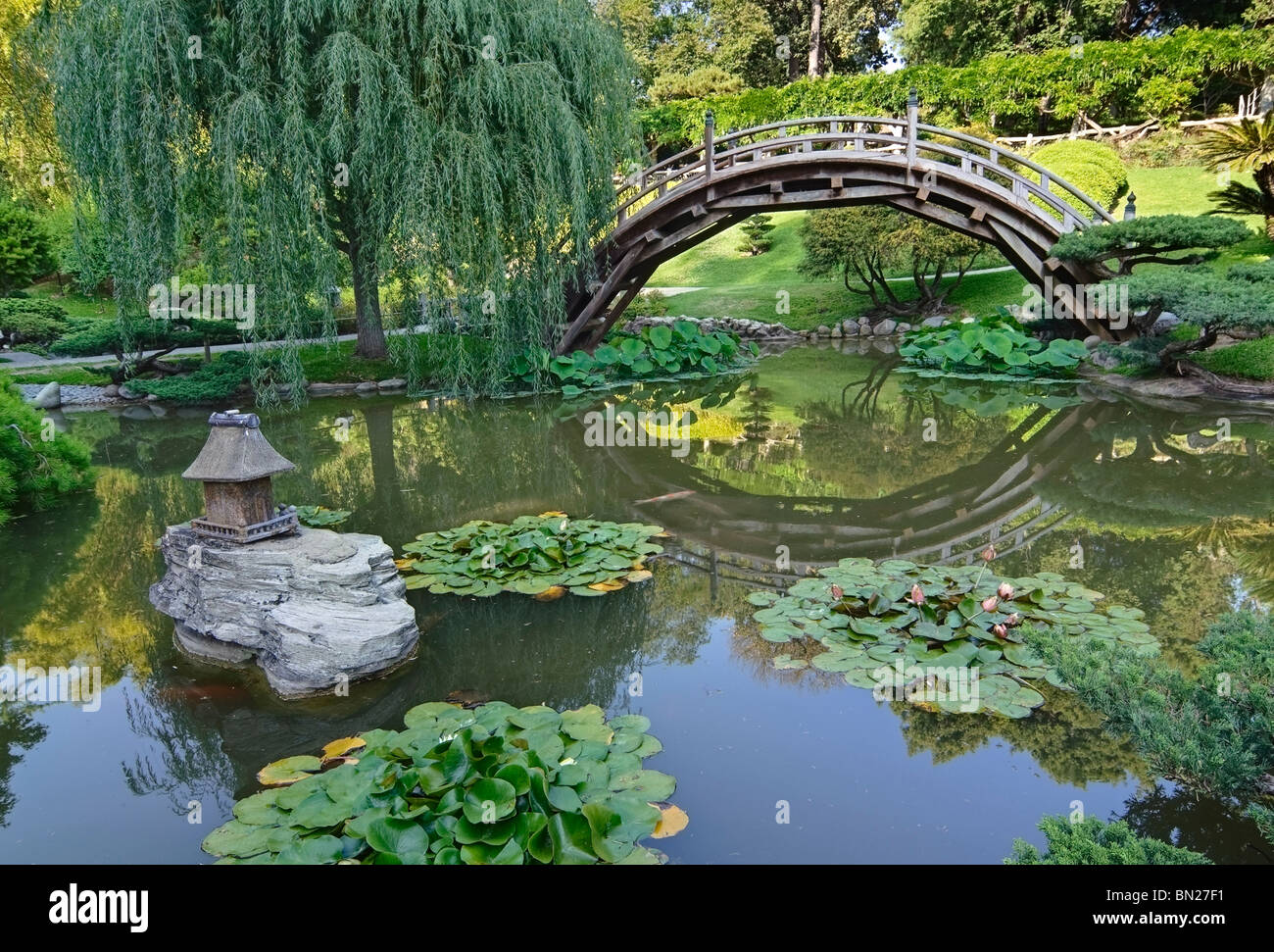 Japanese Garden with Moon Bridge and Lotus Pond with Koi Fish Stock ...