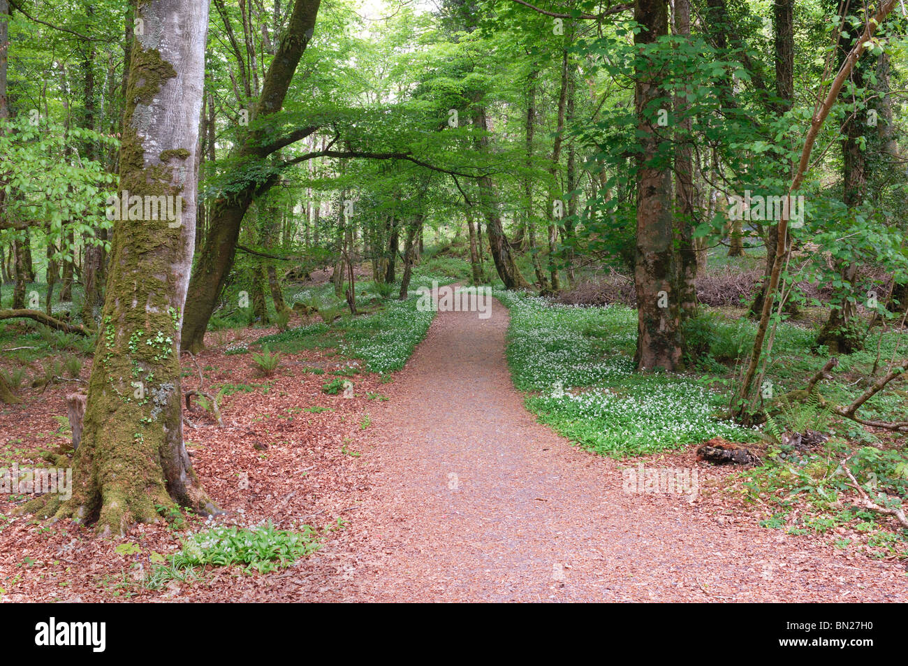 Urban woodland walk hi-res stock photography and images - Alamy