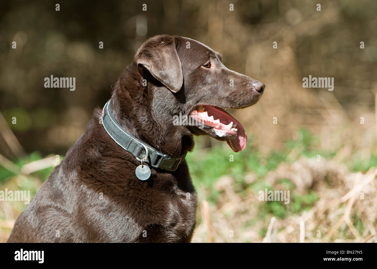Profile shot handsome chocolate labrador hi-res stock photography and ...