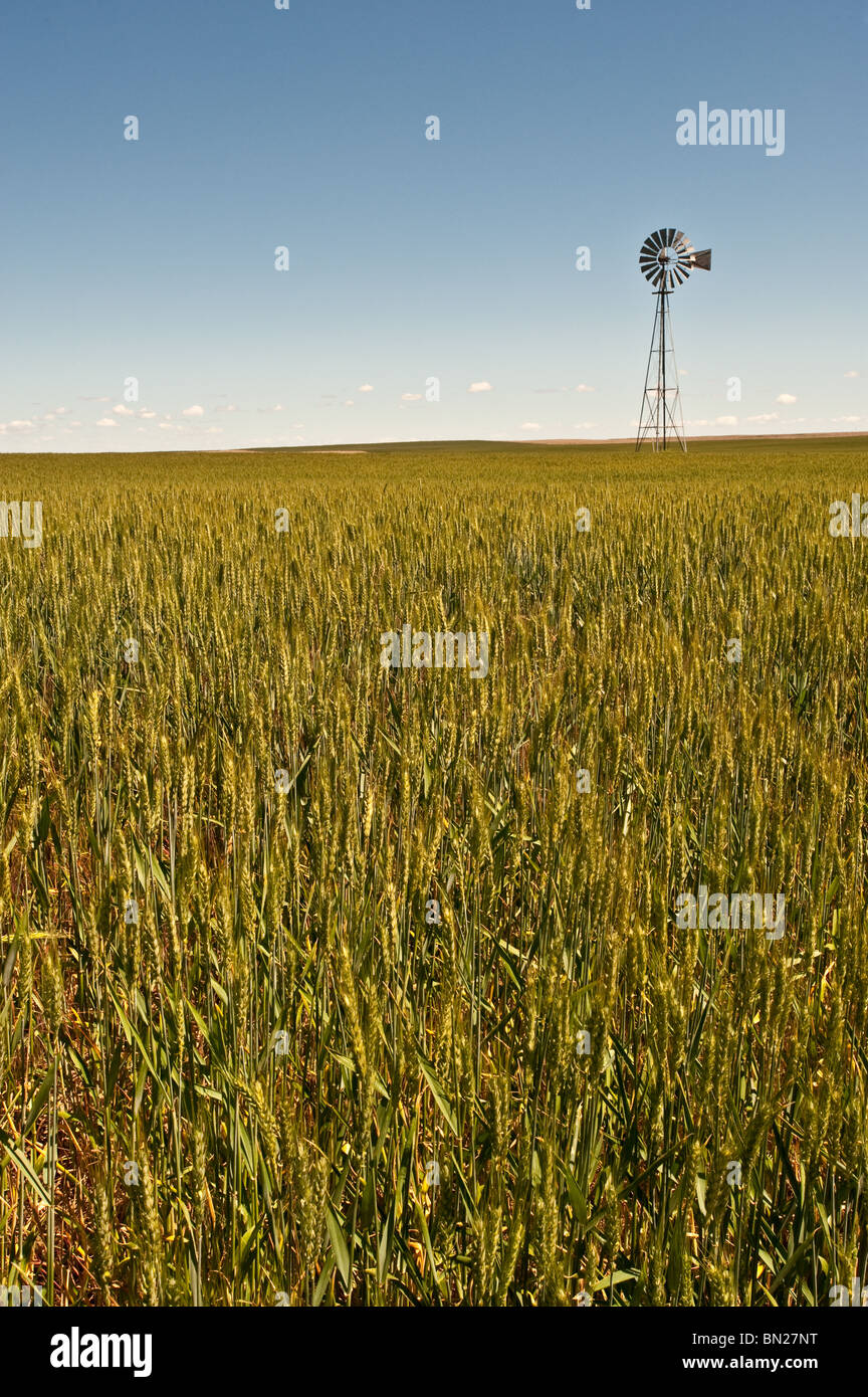 A lone windmill in the middle of a wheat field in a sunny day Stock ...