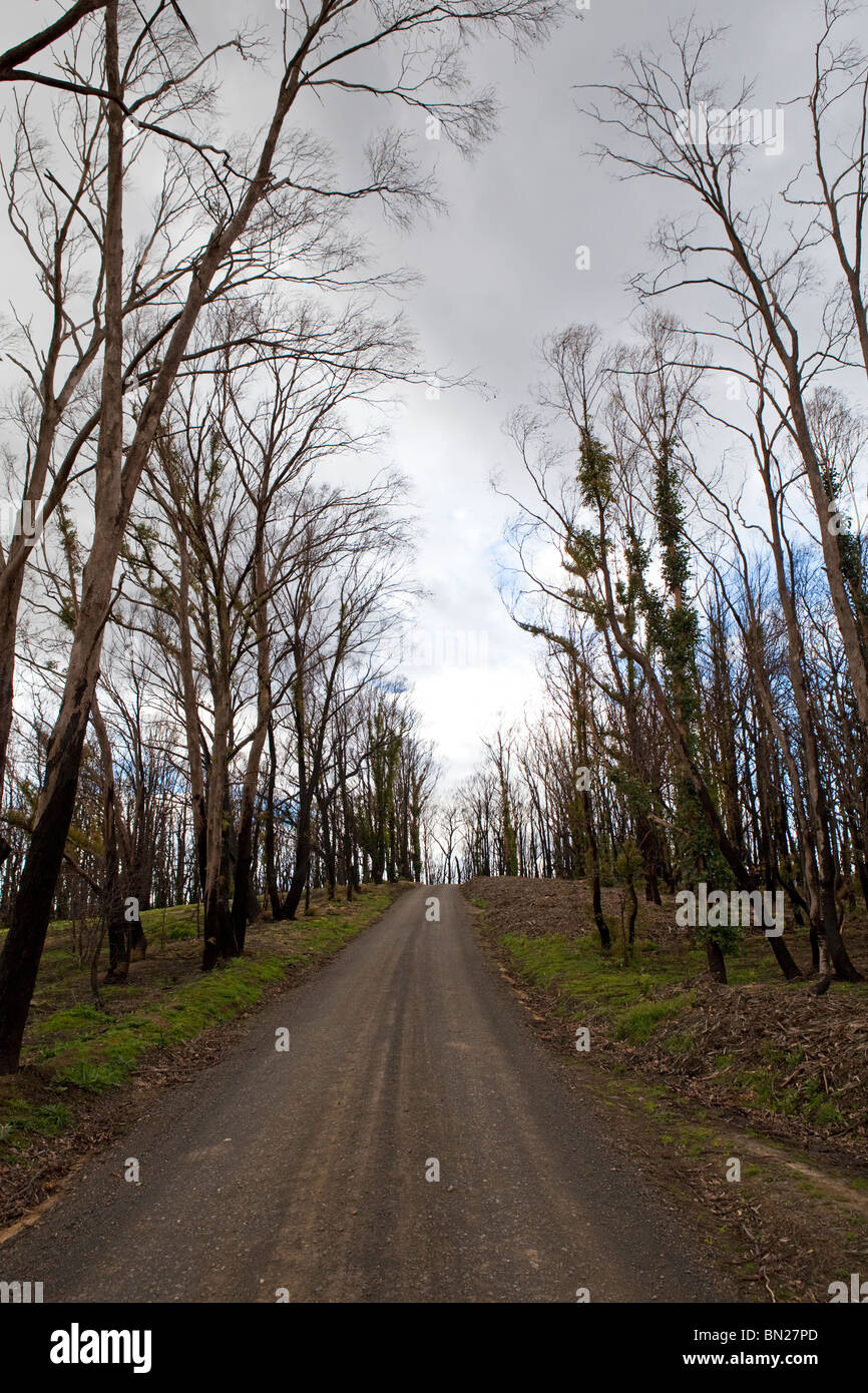 Road through a bushfire area in Kinglake, Australia Stock Photo - Alamy