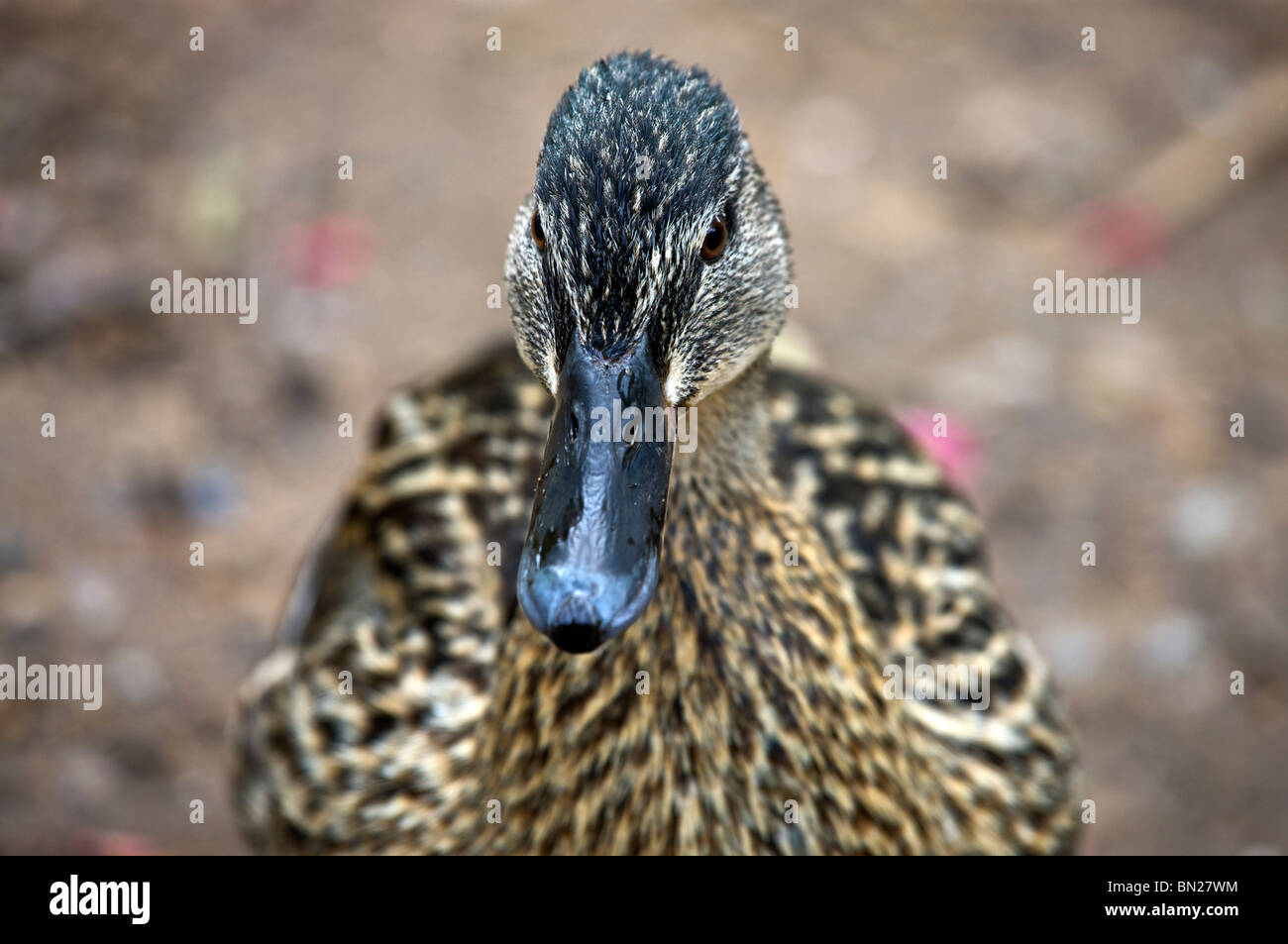 Duck beak hi-res stock photography and images - Alamy