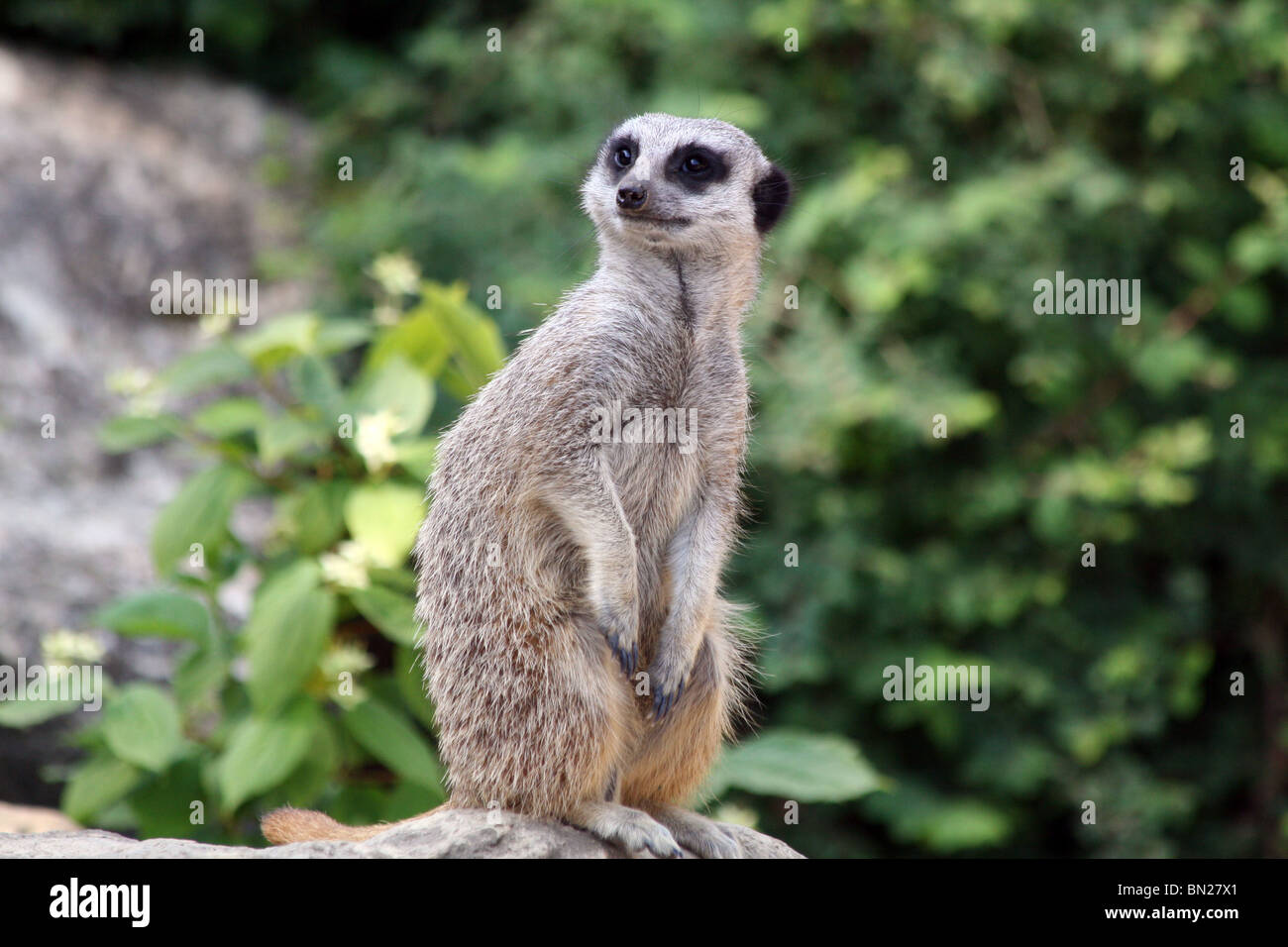 Meerkat sitting on a rock Stock Photo - Alamy