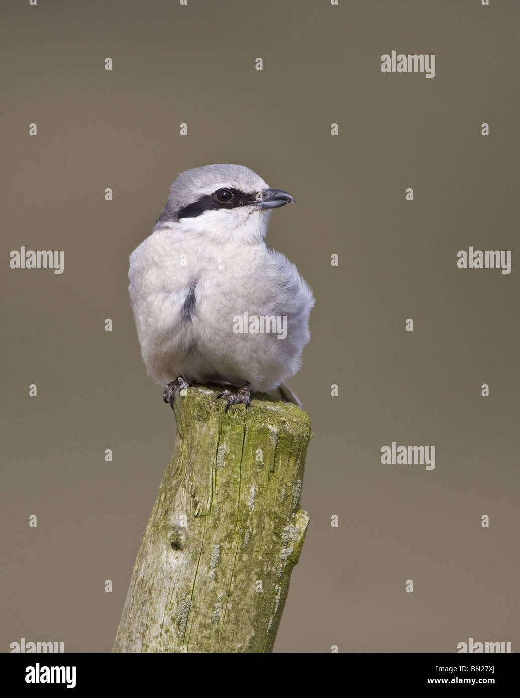 Sat on post hi-res stock photography and images - Alamy