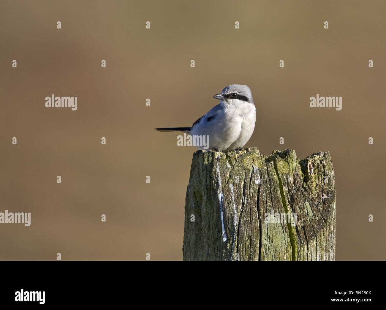 Sat on post hi-res stock photography and images - Alamy
