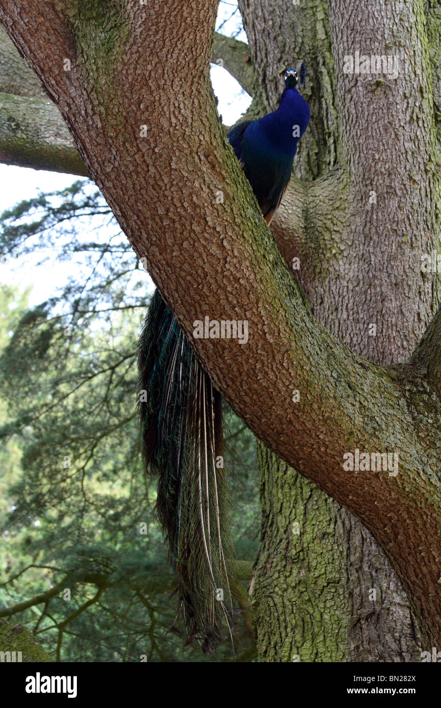 Peacock in a tree Stock Photo - Alamy