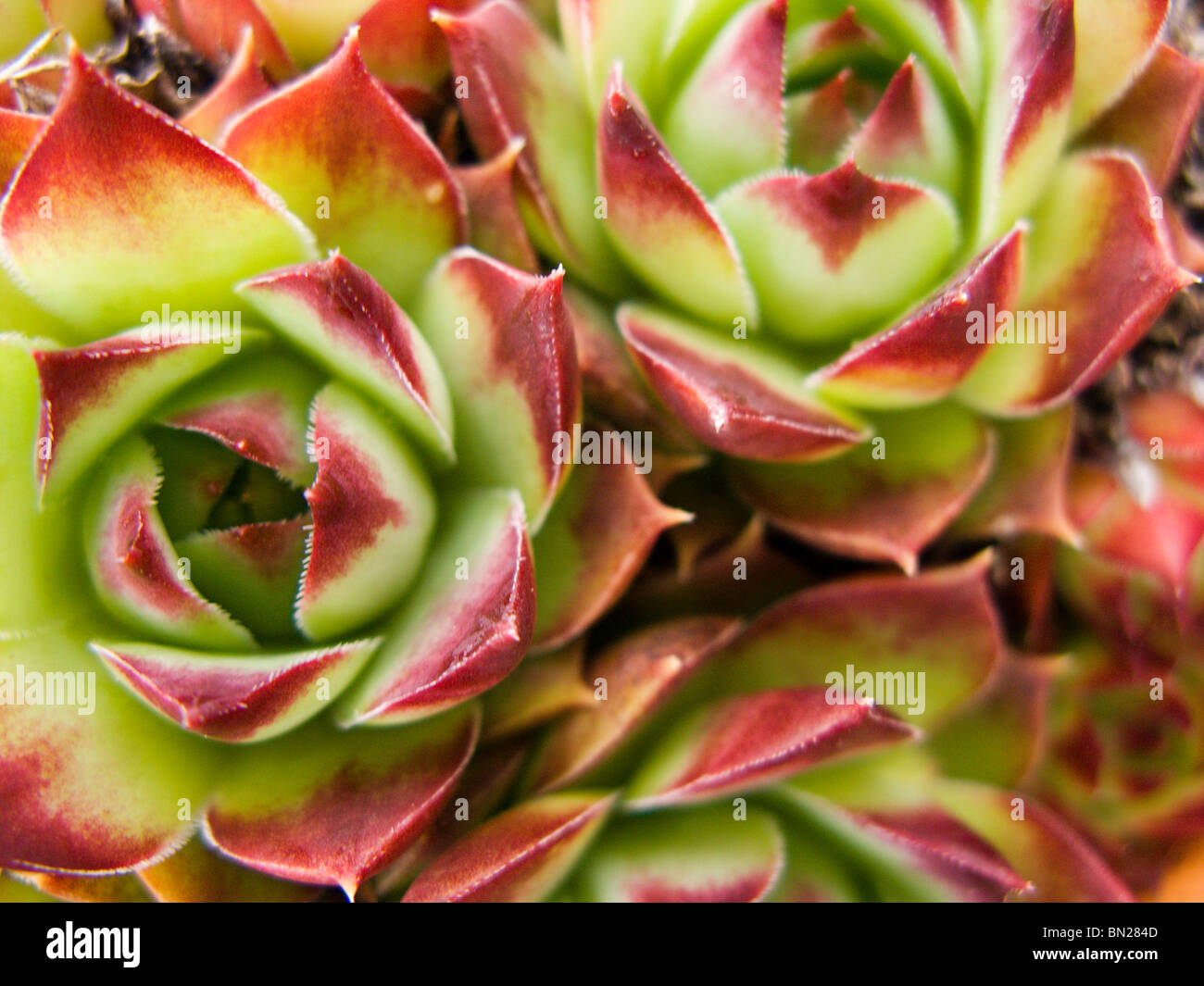 back ground image of garden plant from above Stock Photo - Alamy
