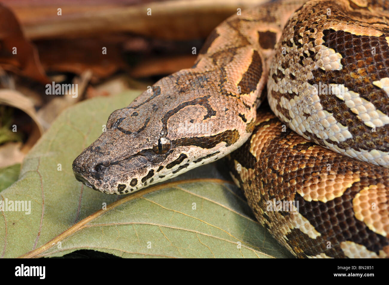 Dumerils boa Madagascar Stock Photo - Alamy