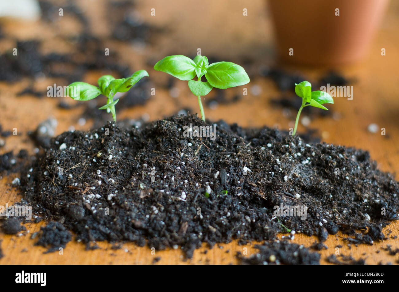 Three young basil seedlings planted in a small pile of dirt that are ...