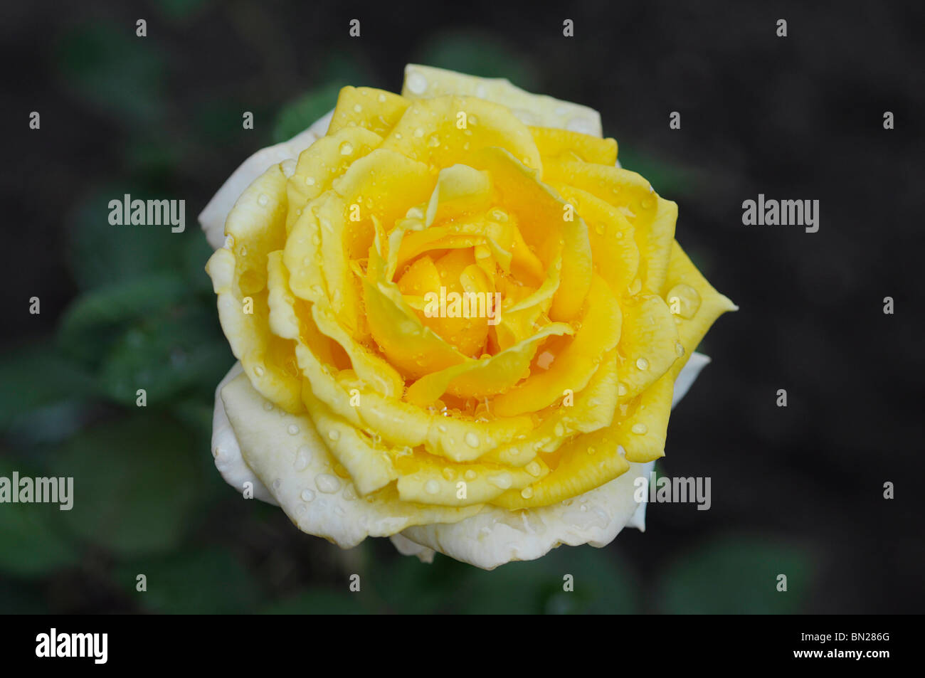 Hybrid tea rose hi-res stock photography and images - Alamy