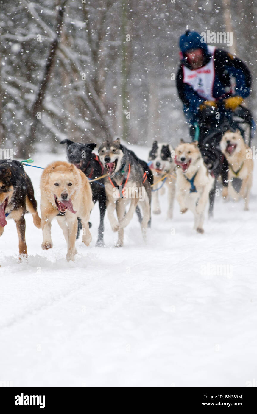 Sled Dogs Racing