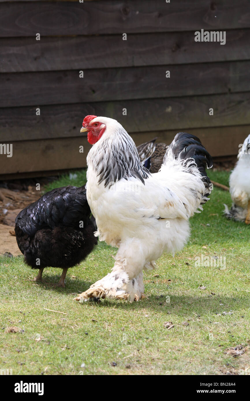 White rooster hi-res stock photography and images - Alamy