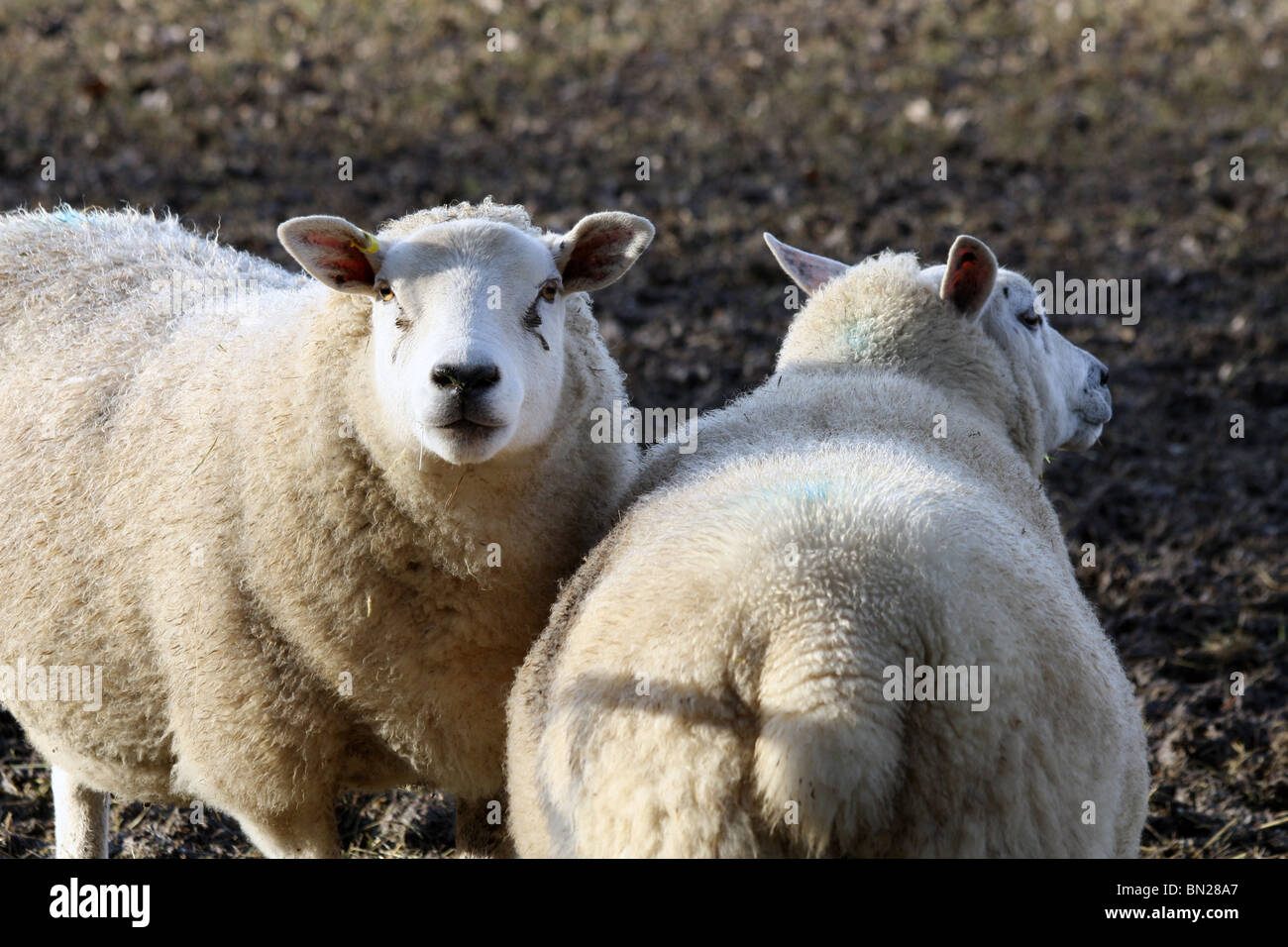 Sheep muddy field hi-res stock photography and images - Alamy