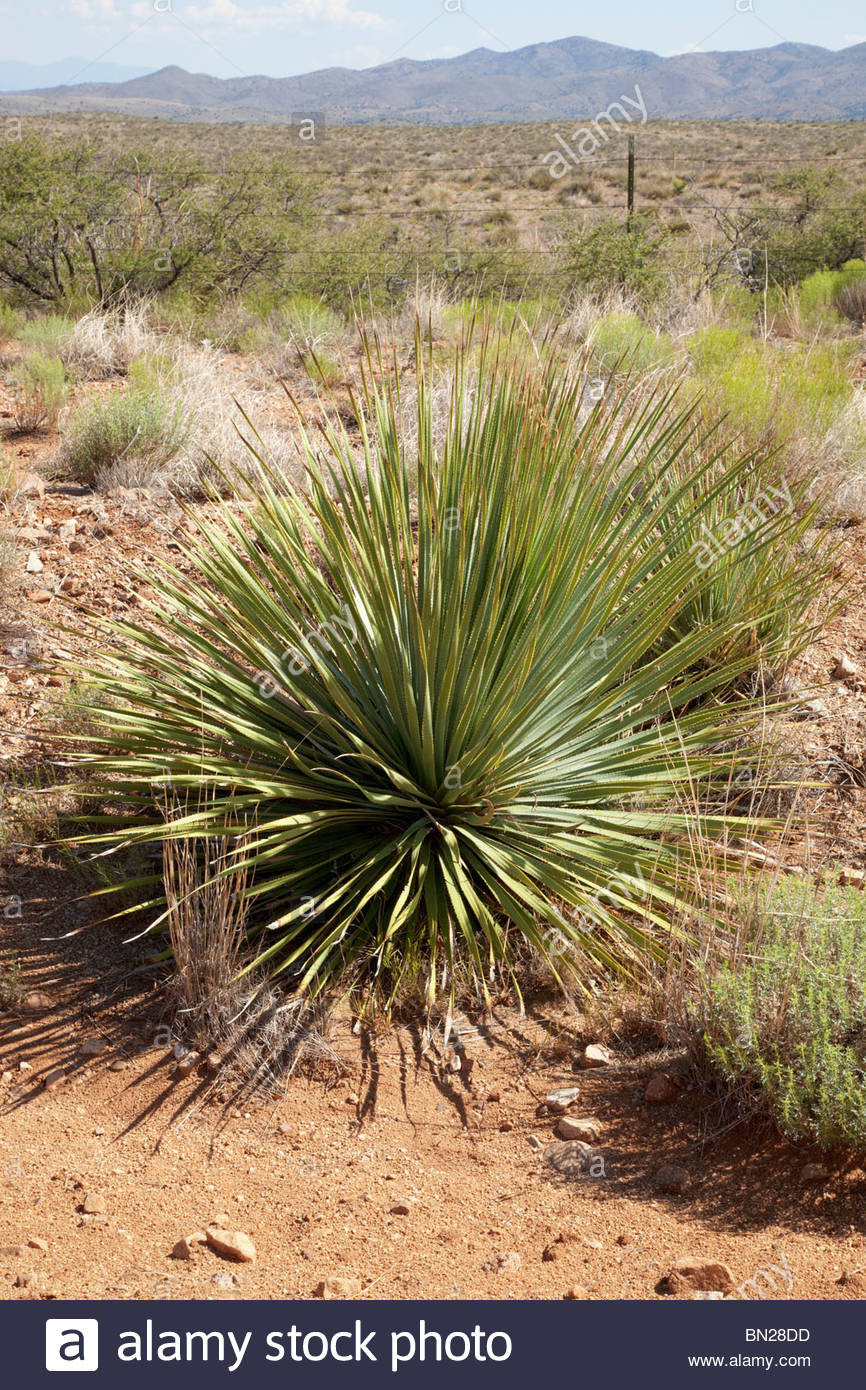 Desert Spoon High Resolution Stock Photography and Images - Alamy