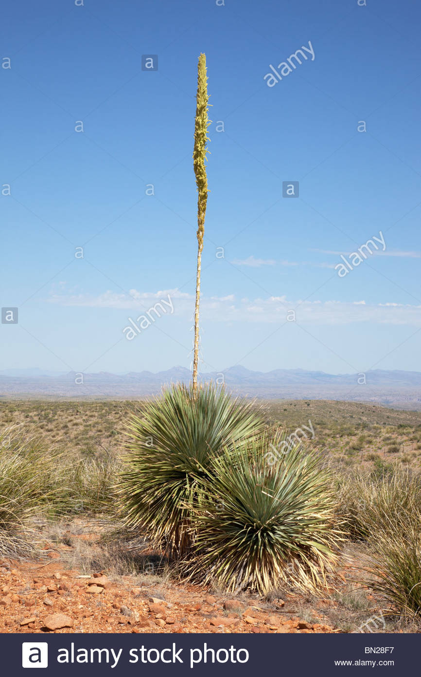 Desert Spoon High Resolution Stock Photography and Images - Alamy