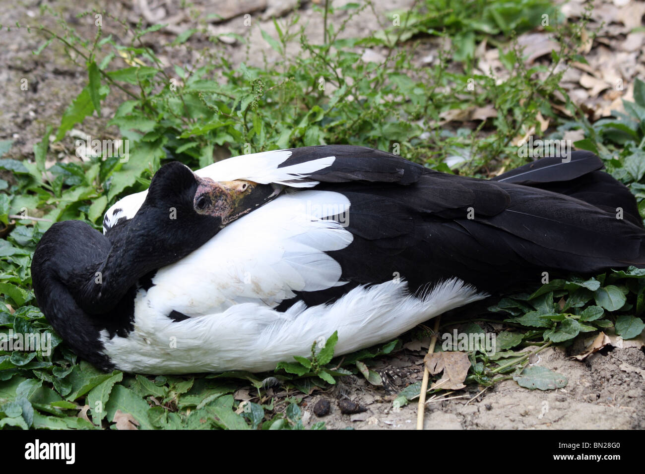 Magpie goose hi-res stock photography and images - Alamy