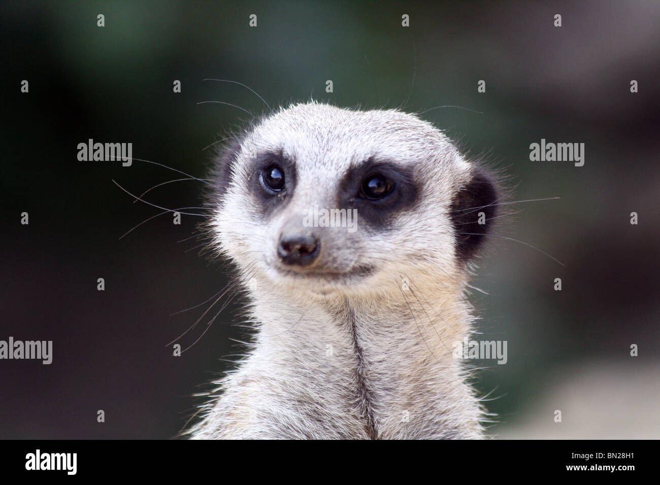 Funny meerkat hi-res stock photography and images - Alamy