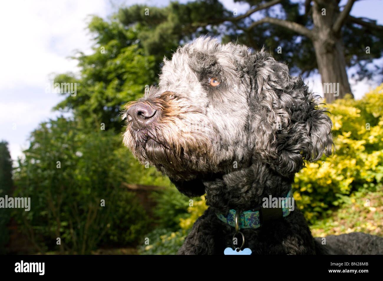 Scruffy Labradoodle dog head shot Stock Photo - Alamy