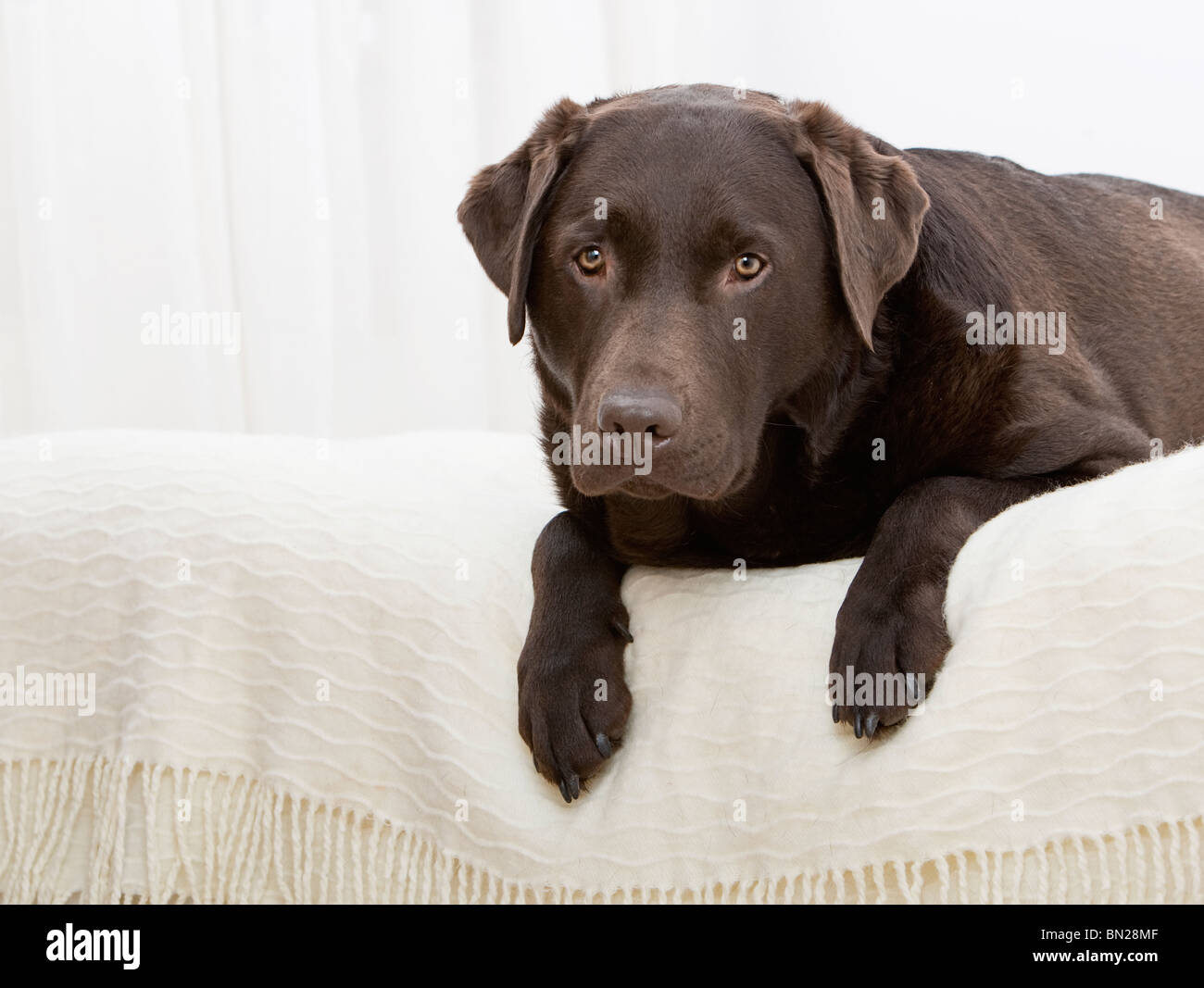 Chocolate Labrador Lying on Bed Stock Photo - Alamy