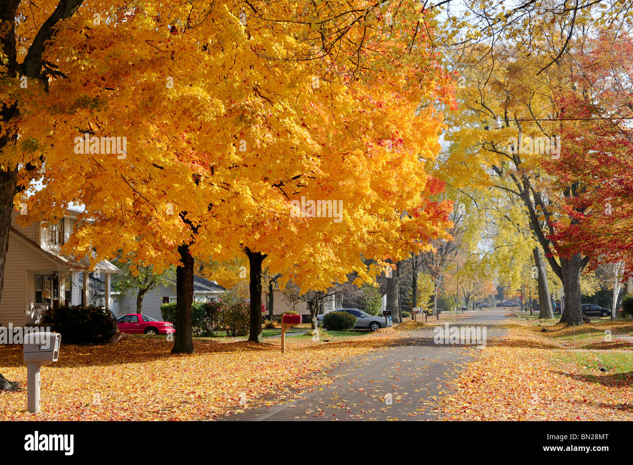 Fall Autumn colors line an old residential street in Lexington Michigan ...