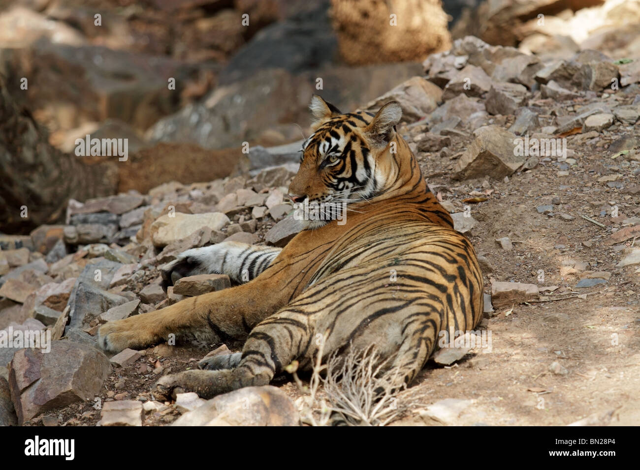 Tiger resting under a tree shade and looking in Ranthambhore National ...