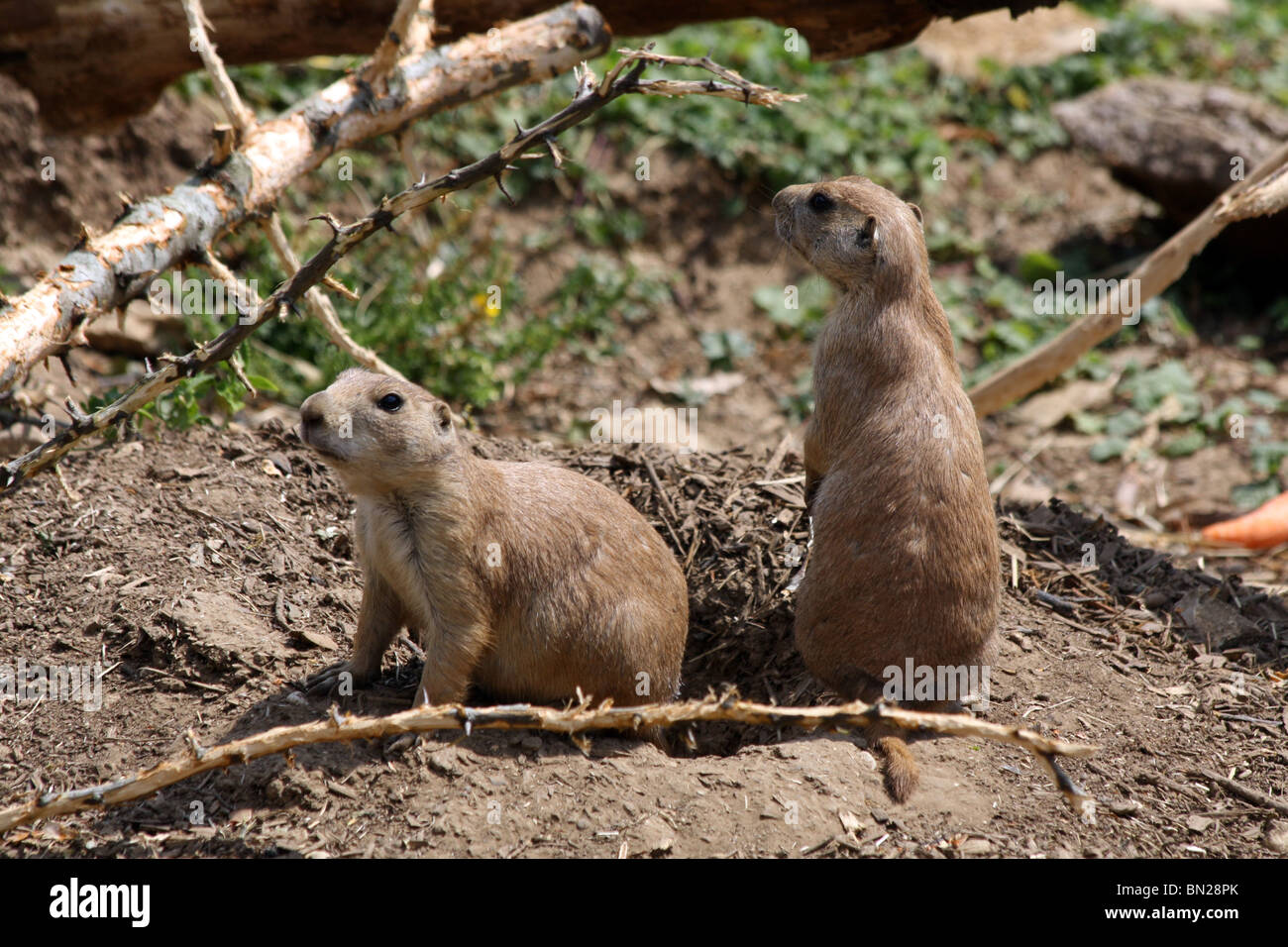 Two Prairie Dogs outside burrow Stock Photo - Alamy