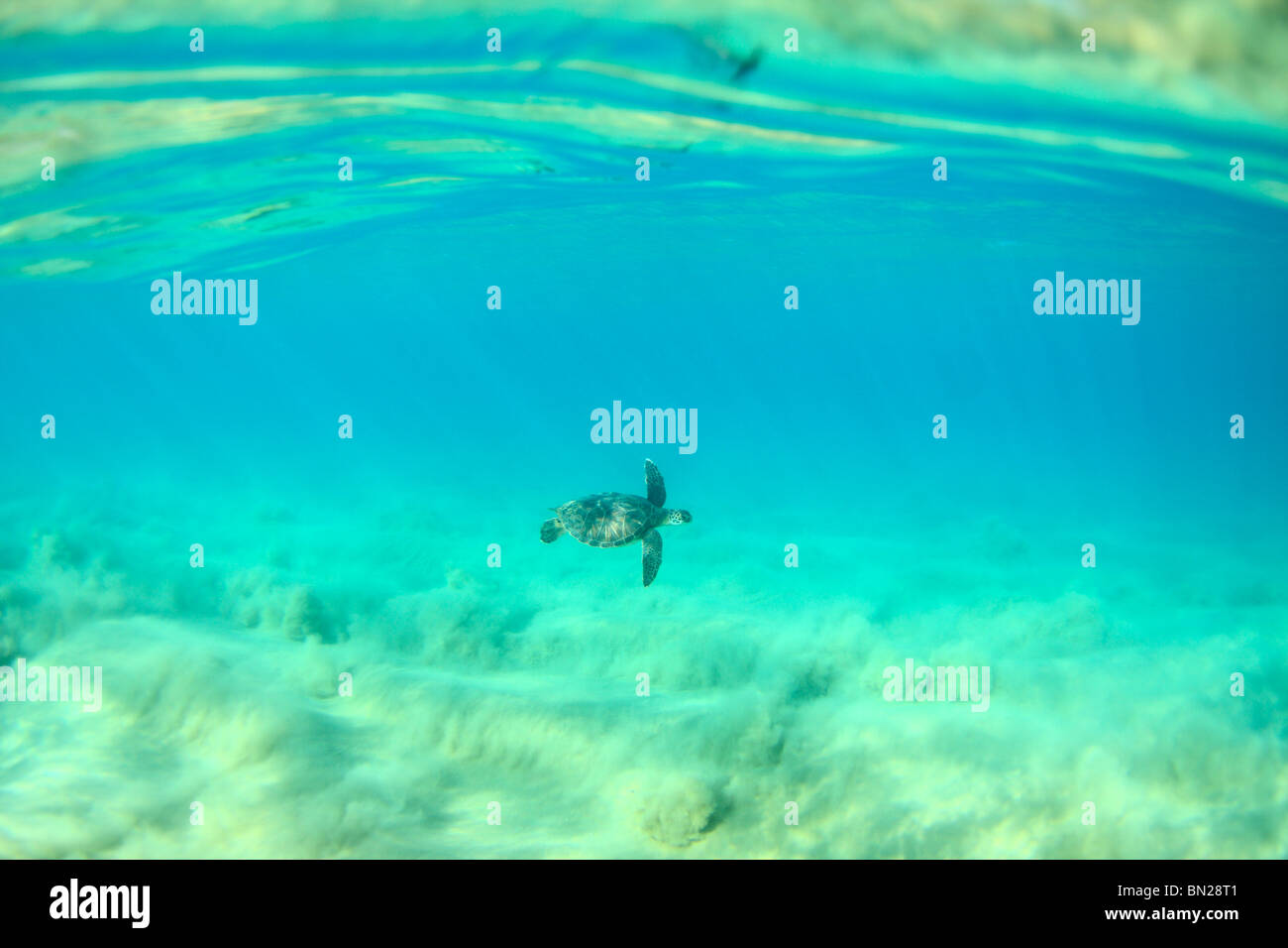 A Hawaiian Green Sea Turtle swims through the ocean Stock Photo - Alamy