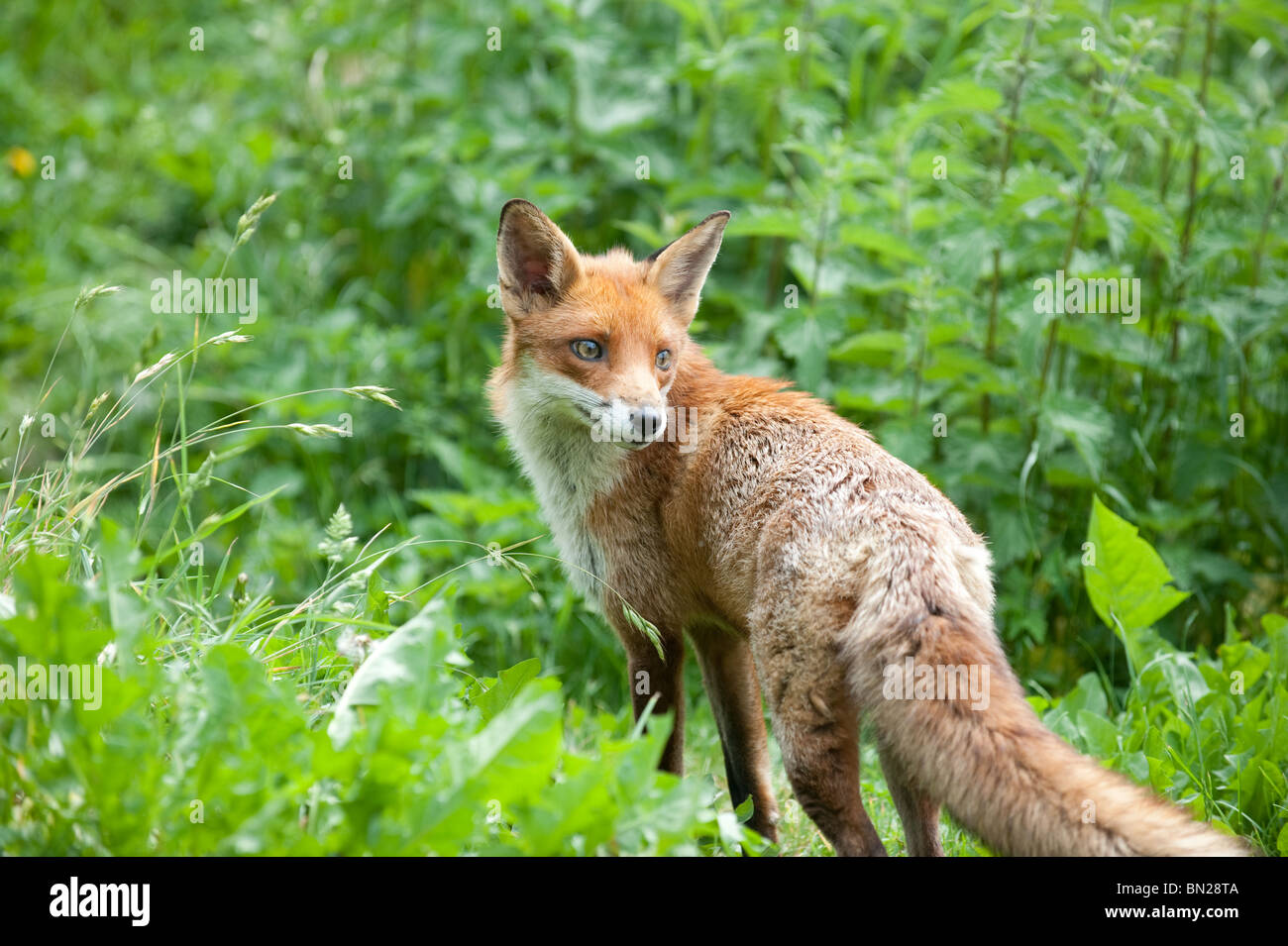Red Fox at the British Wildlife Centre Stock Photo - Alamy