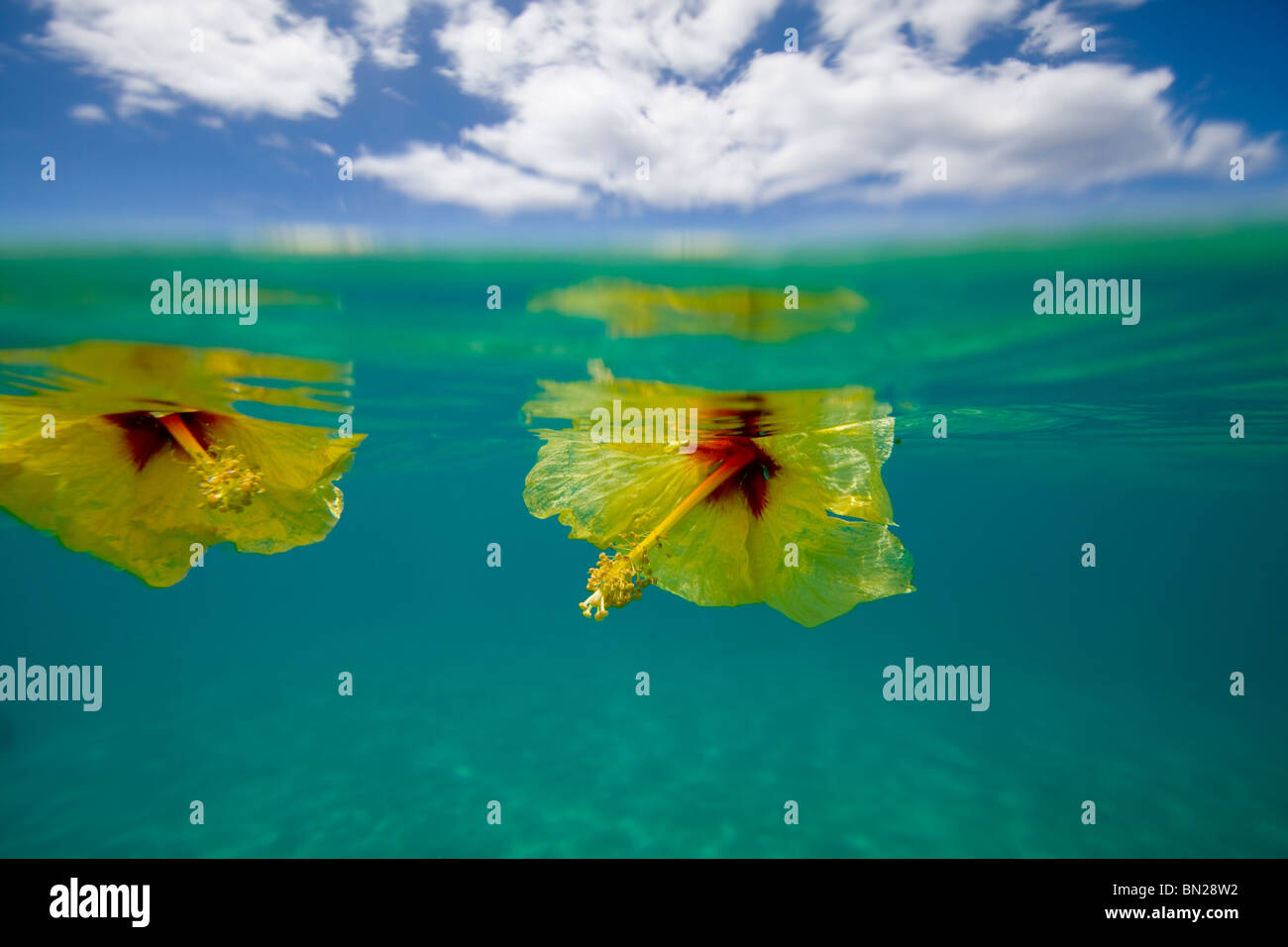 Two hibiscus hi-res stock photography and images - Alamy