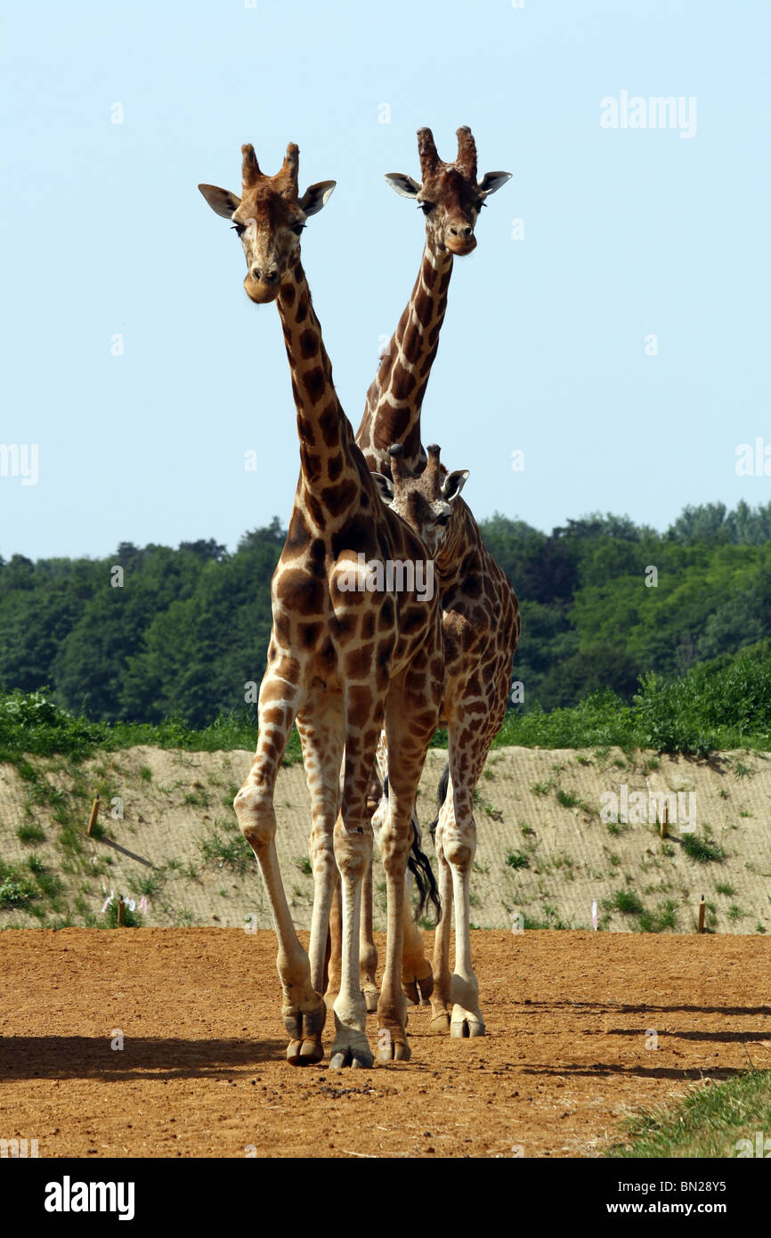 Three tall legs hi-res stock photography and images - Alamy