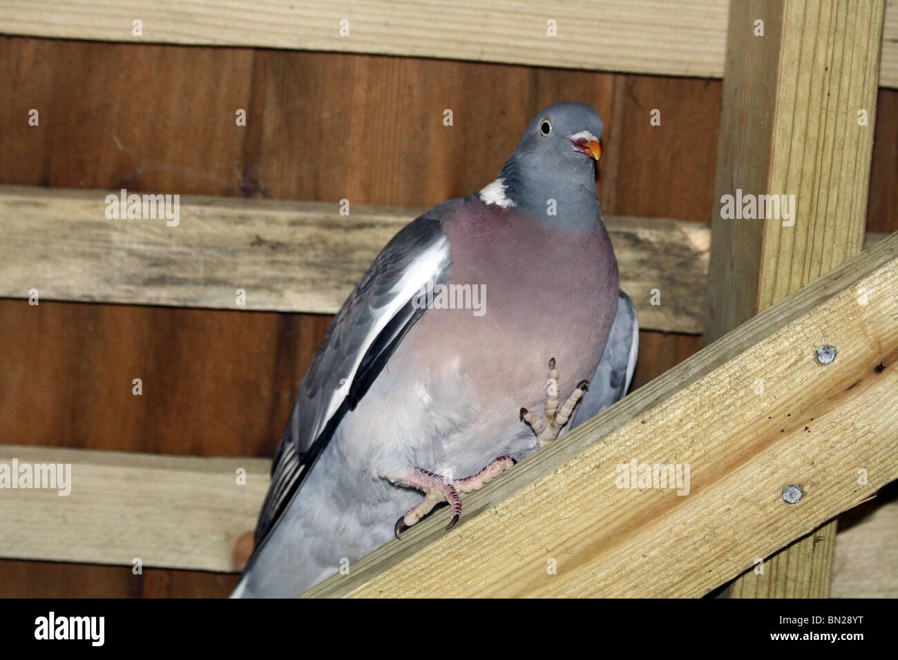 White pigeon looking to camera hi-res stock photography and images - Alamy