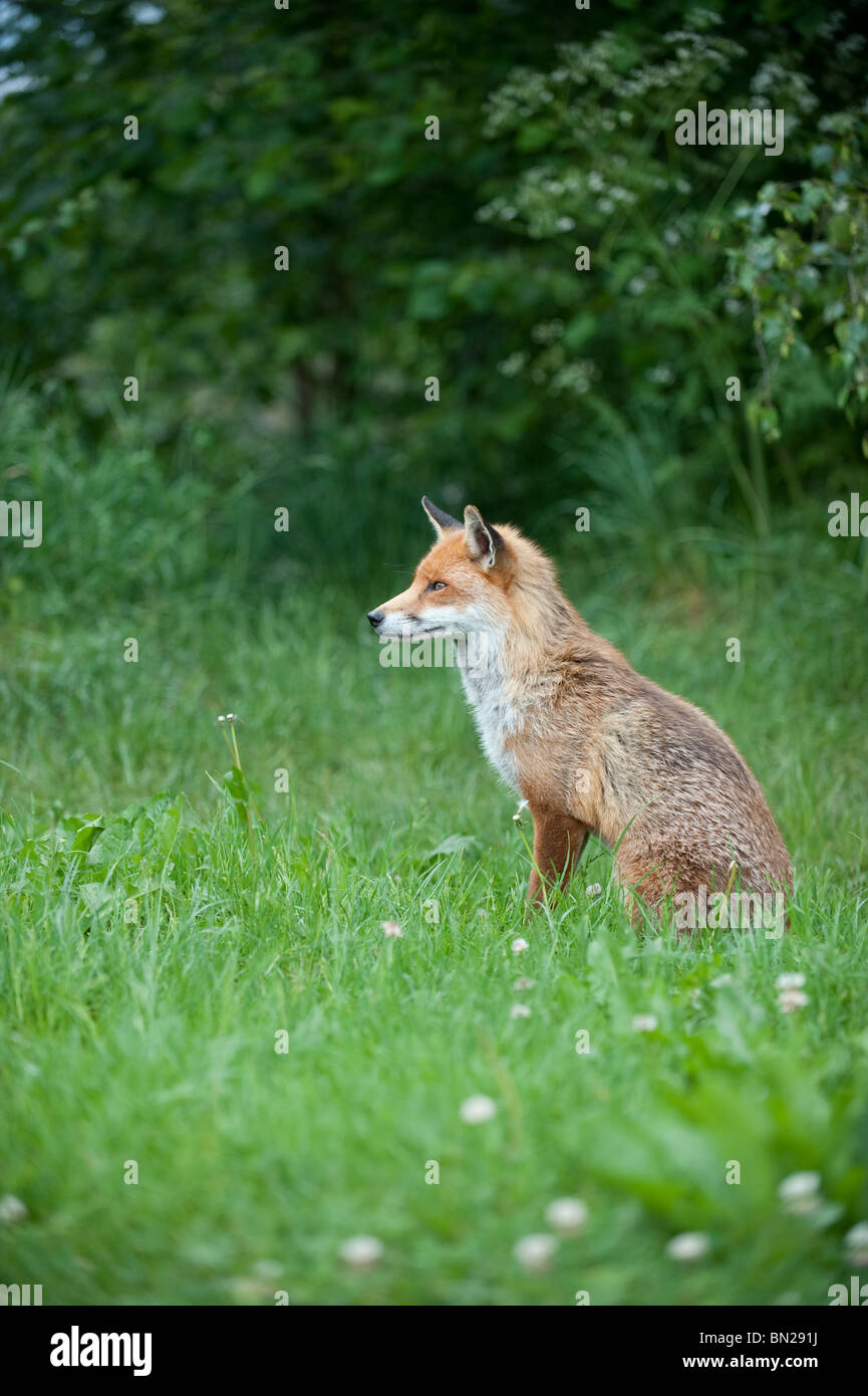 Red fox british wildlife centre hi-res stock photography and images - Alamy