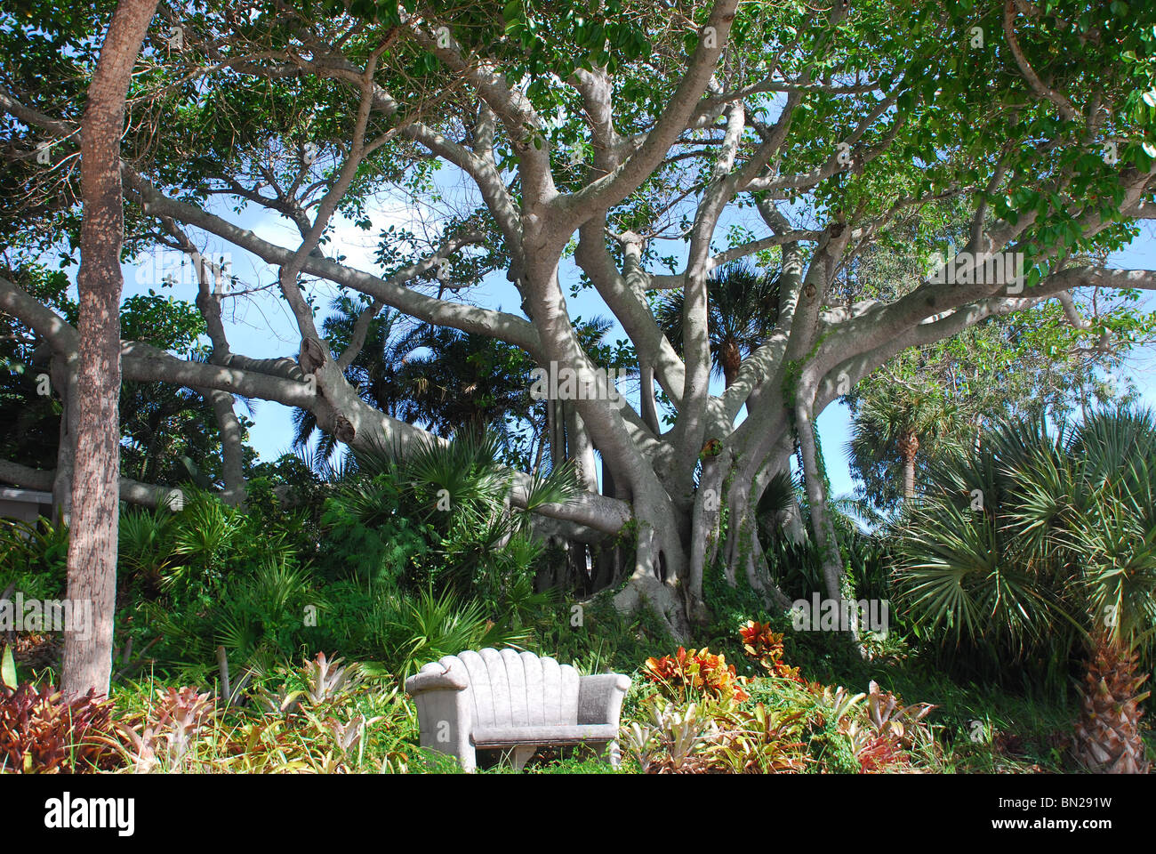Banyan tree canopy hi-res stock photography and images - Alamy