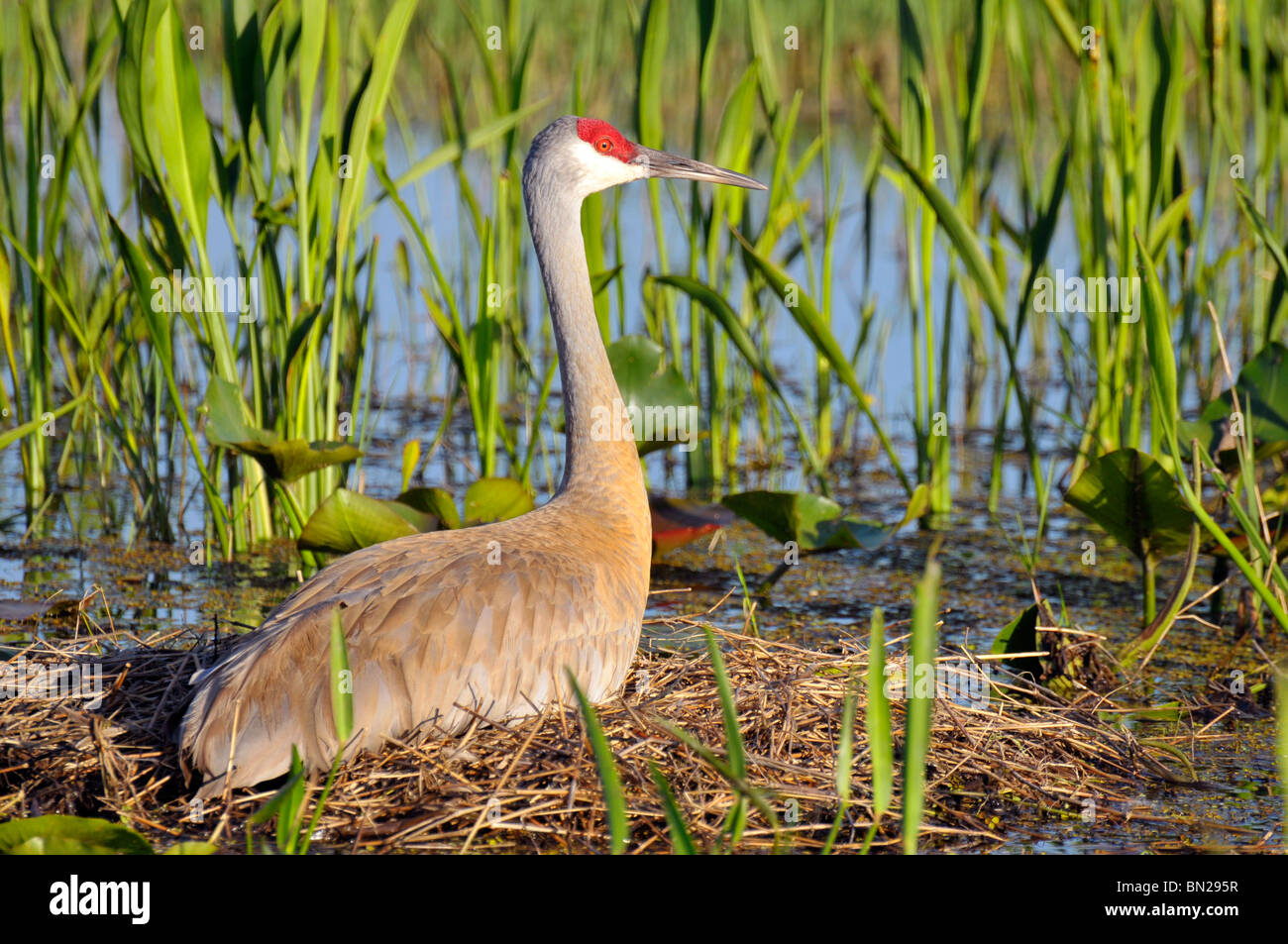 Sandhill Crane Habitat