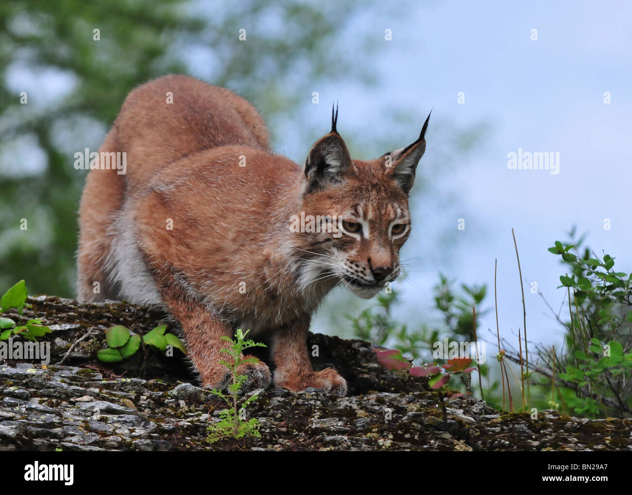 Siberian lynx hi-res stock photography and images - Alamy