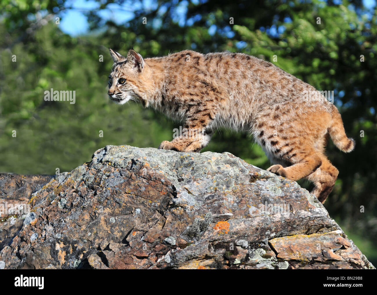 Bobcat stalking his prey Stock Photo, Royalty Free Image: 30169420 - Alamy