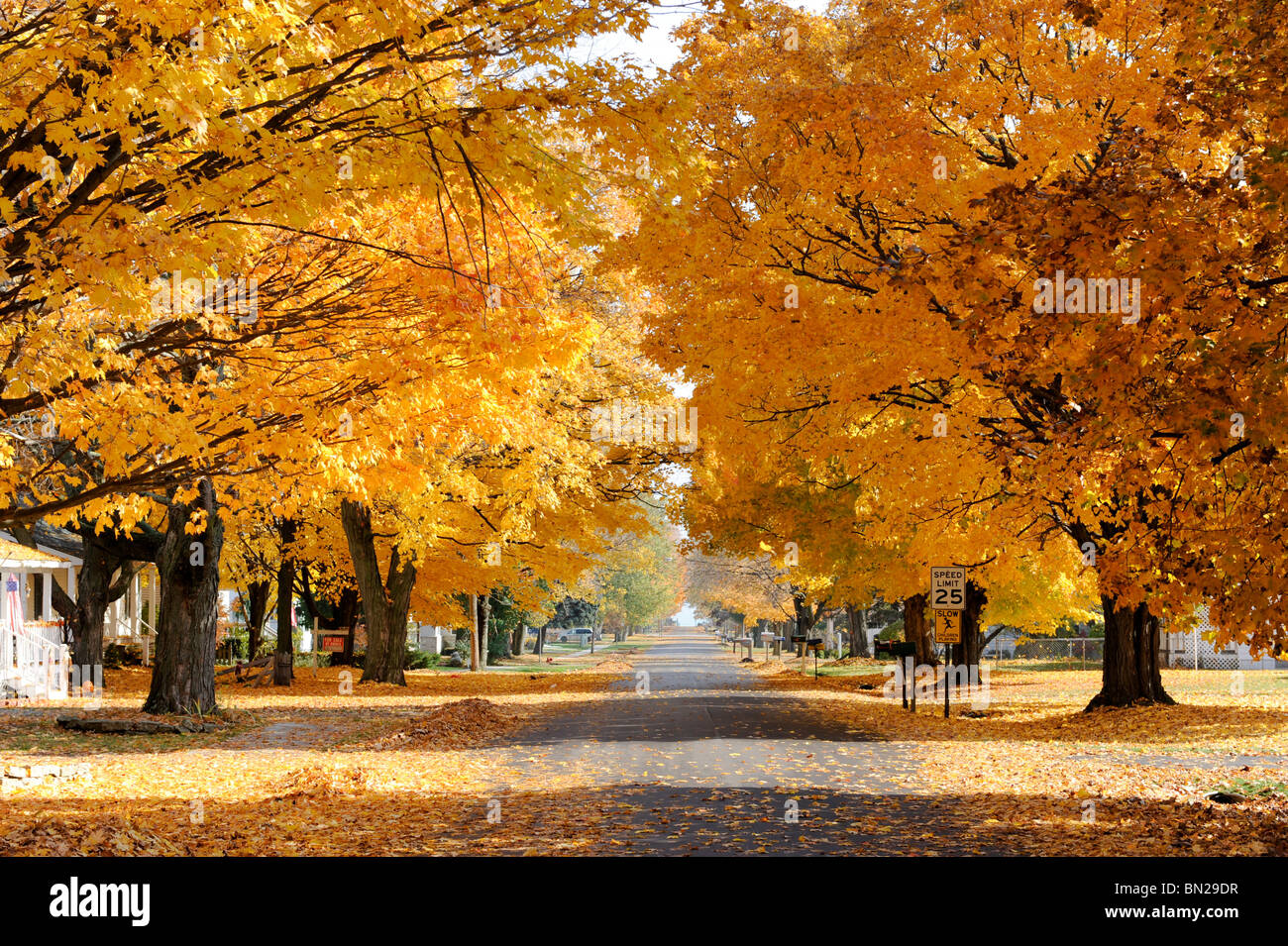 Fall Autumn colors line an old residential street in Lexington Michigan ...