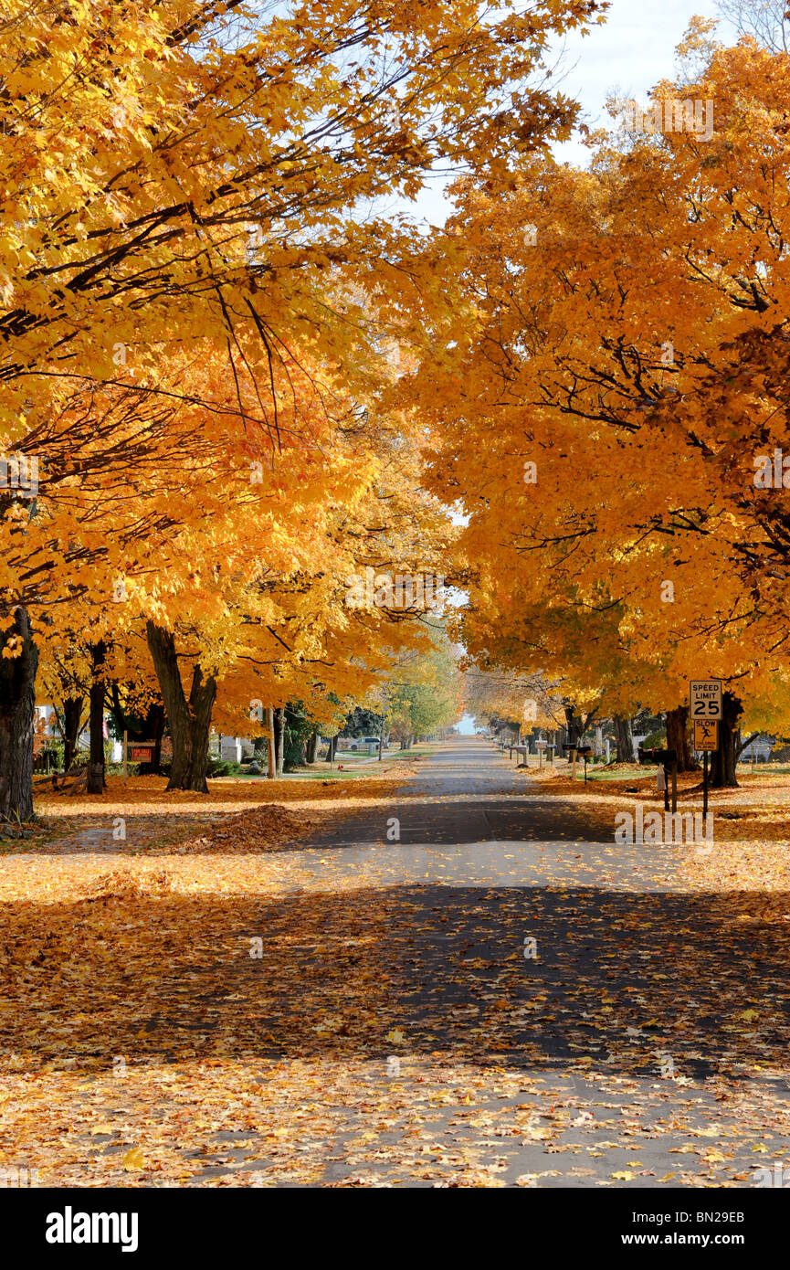 Fall Autumn colors line an old residential street in Lexington Michigan ...